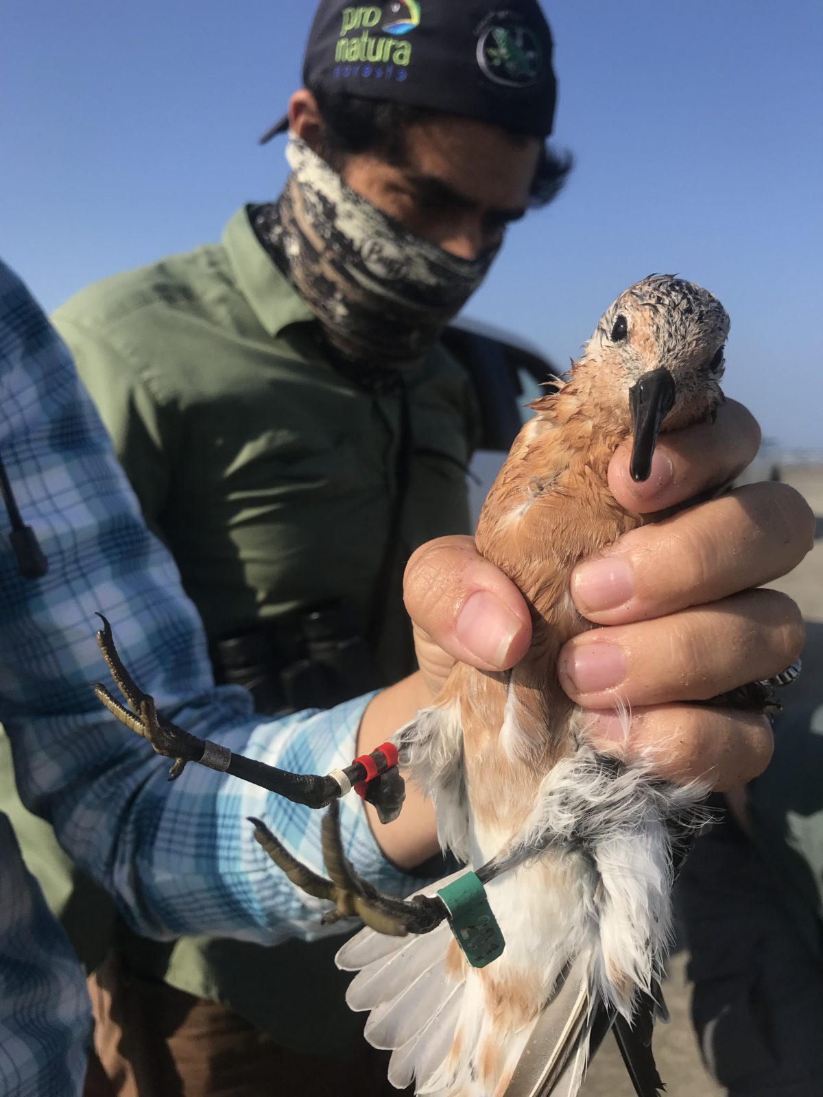 Geolocators used to define migratory patterns of the threatened Red ...