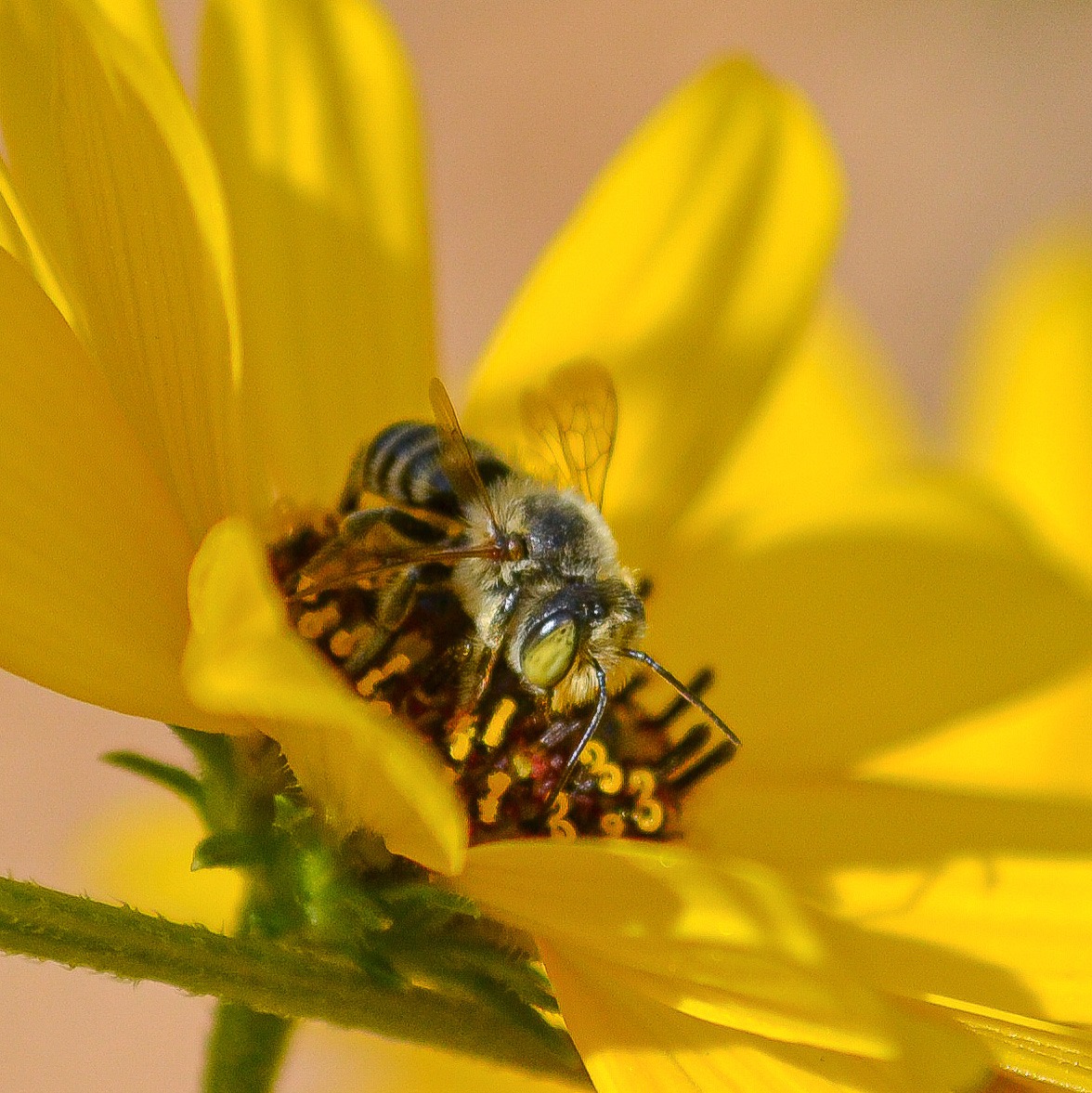 The Birds and The Bees: Your How-To Guide – BTNEP Website