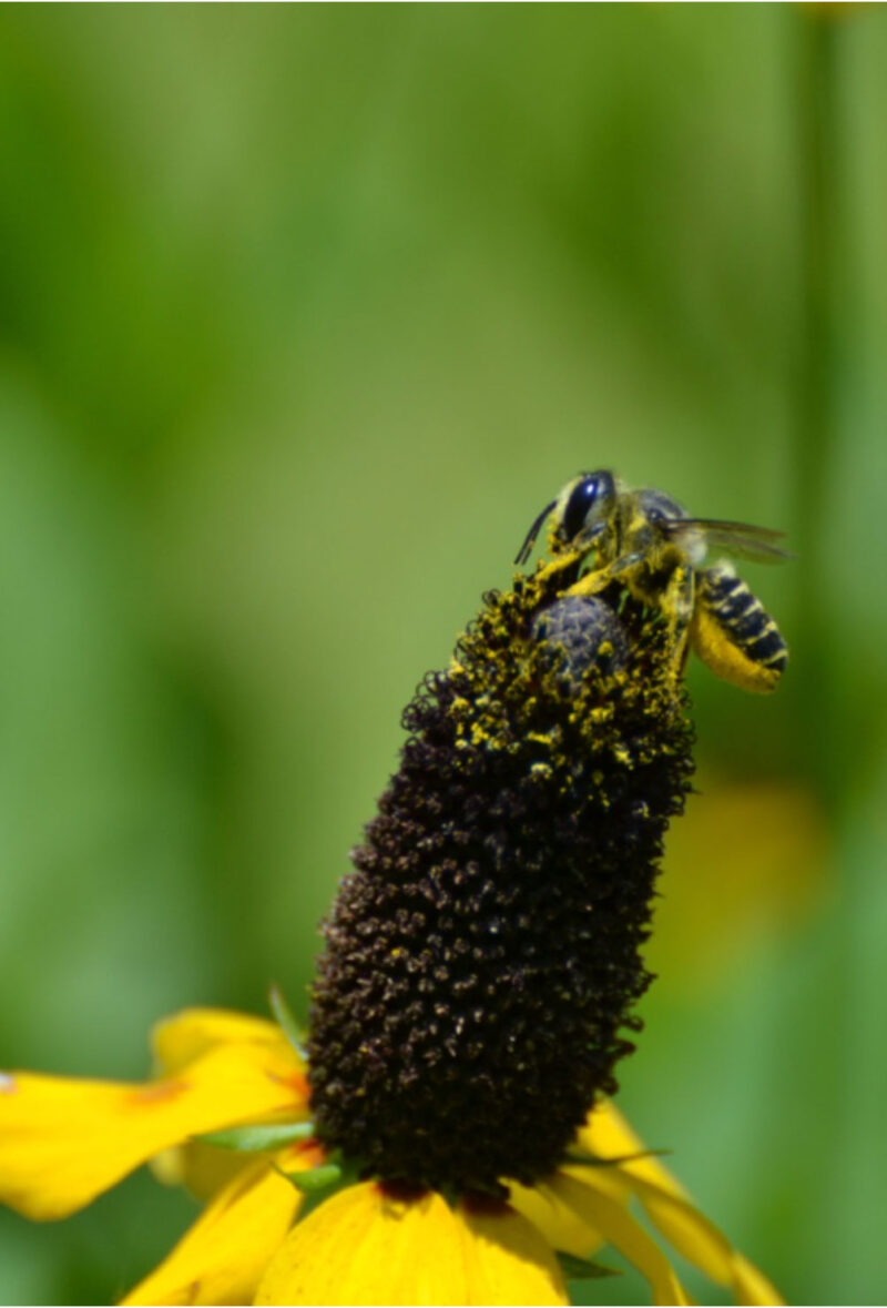 Native Bees – BTNEP Website