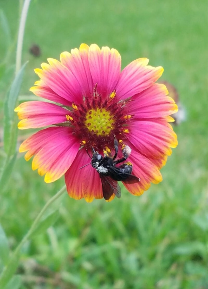 Native Bees – BTNEP Website