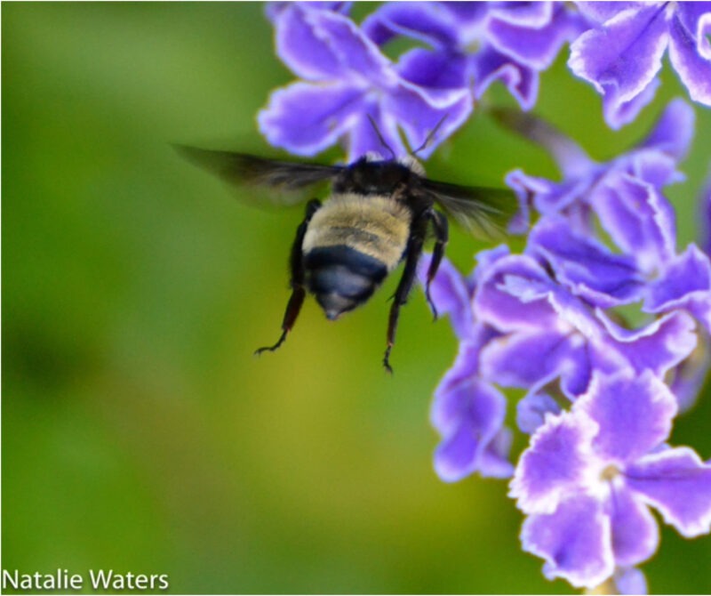 Native Bees – BTNEP Website