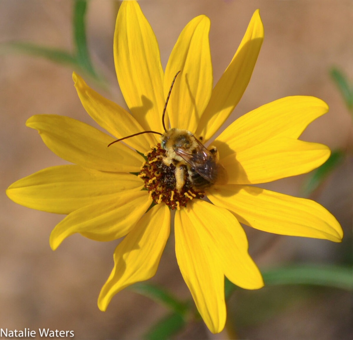 Native Bees – BTNEP Website