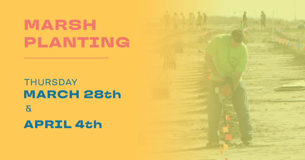 March & April Marsh Plantings – BTNEP Website